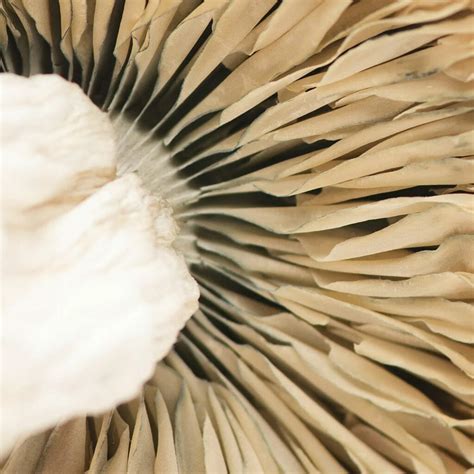 Origin Averys Albino Hush Cannabis