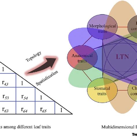 Pdf Plant Trait Networks Improved Resolution Of The Dimensionality