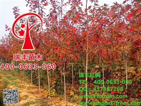 美国红枫秋火焰 山东瑞丰进口苗木 官网 13695329188