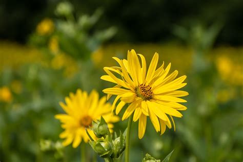 Compass Plant Flowers Plants Free Photo On Pixabay Pixabay