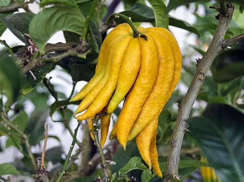 30 Frutas exóticas que te sorprenderá conocer Beneficios y curiosidades