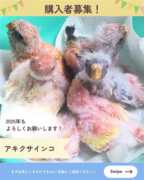 パステルバード倶楽部｜東京でインコの自家繁殖・販売 いままでお譲りしたインコちゃんをまとめてみました 新しくご家族になられた方は、みなとても良い方で、たくさん可愛いがってくれているので