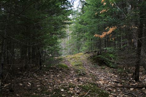 new ai method utilized to better monitor maine s forests pace