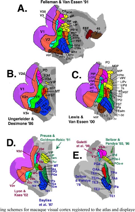 Figure 2 From Organization Of Visual Areas In Macaque And Human Cerebral Cortex Semantic Scholar