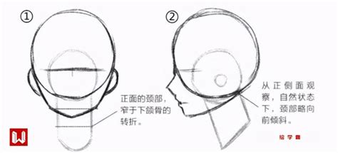 動漫人物的頸部怎麼畫？動漫人物脖子畫法教程 每日頭條