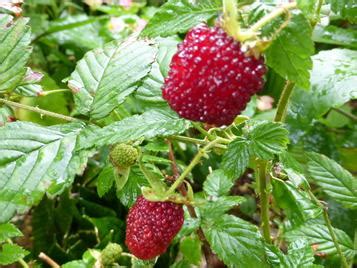 GKZ植物事典リュウキュウバライチゴ琉球薔薇苺