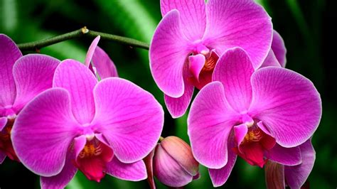 orchidée branche fleur exotique Belles fleurs HD fonds d écran 1366x768