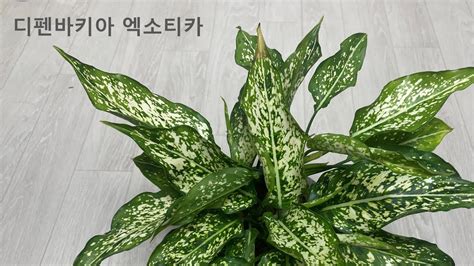 디펜바키아 키우기 도전 디펜바키아에 대해 알아봐요~ 플랜테리어하기 좋은 식물 다채로운 무늬에 푹 빠져 보세요 Youtube