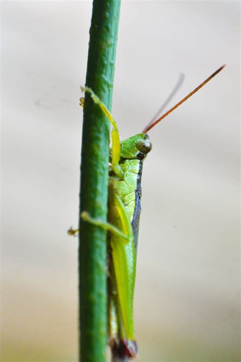 Grasshopper Pixahive