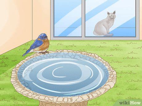 How To Attract Bluebirds Best Methods