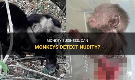 Monkey Business Can Monkeys Detect Nudity Petshun