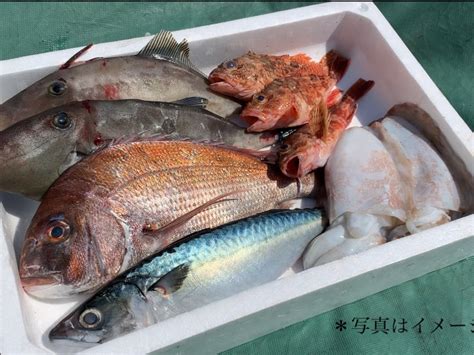 海鮮パックの詰め合わせ 鮮魚 海の幸 津本式血抜き 瀬戸内海 天然 漁師 刺身 海産物 5個限定！：愛媛県産の魚介類｜食べチョク｜産地直送