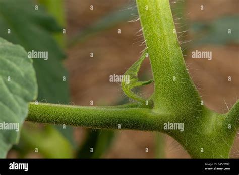 Tomato Sucker Growing From Stem Of Tomato Plant Gardening Plant Care And Pruning Concept Stock