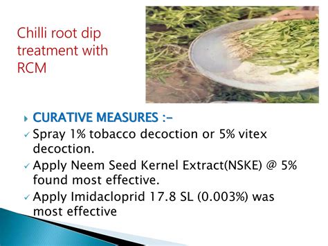 Chilli Leaf Curl Virus Ppt