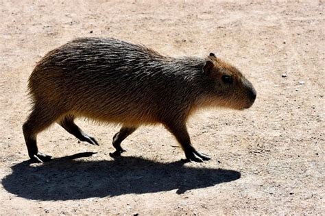 Premium Photo Side View Of An Capybara