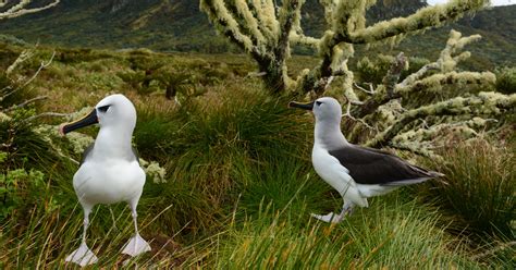 Island Conservation We Must Act Now Threat From Seabird Eating Mice