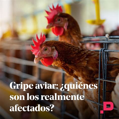 Saludconlupa On Twitter Desde El Inicio Del Brote De Gripeaviar