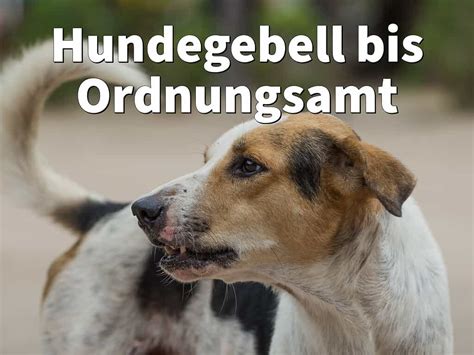 Hundegebell Und Ordnungsamt Wie Lange Darf Ein Hund Bellen