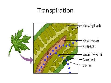 Anatomy Of A Leaf A Visual Representation