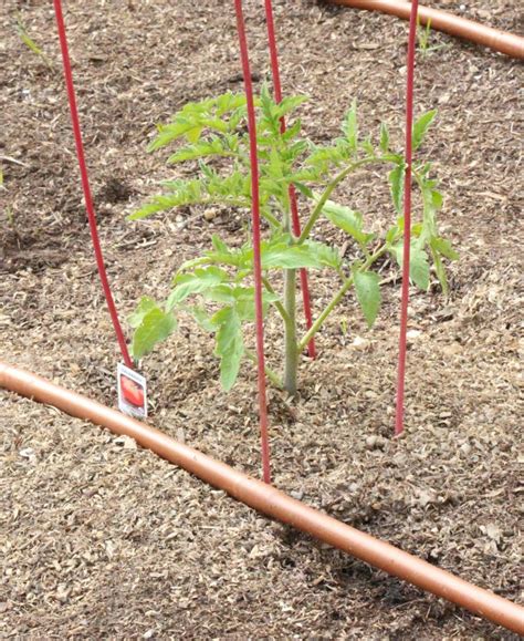 The Gardenzeus Guide To Watering Tomatoes