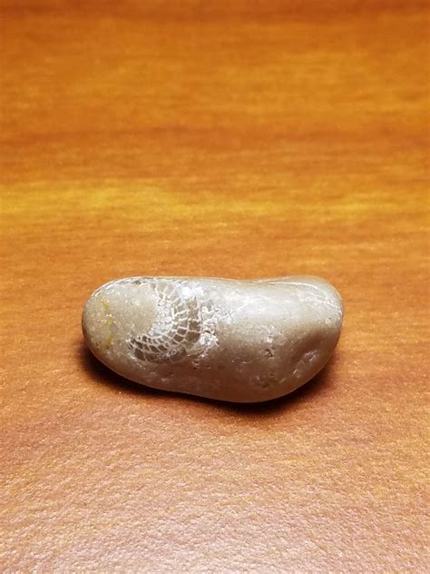 Small Fossil Fossil Id The Fossil Forum