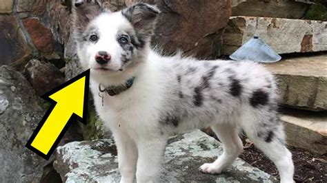 Перепуганная собака ночью разбудила весь дом обнаружив «монстра в кровати Youtube