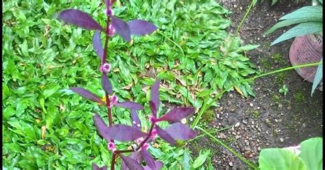 Simple Living In Nancy Growing Red Dwarf Copperleaf Or Red Sessile