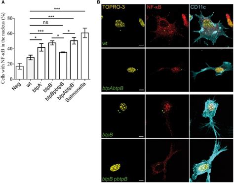 Modulation Of Nf κb Translocation To The Nucleus During Brucella