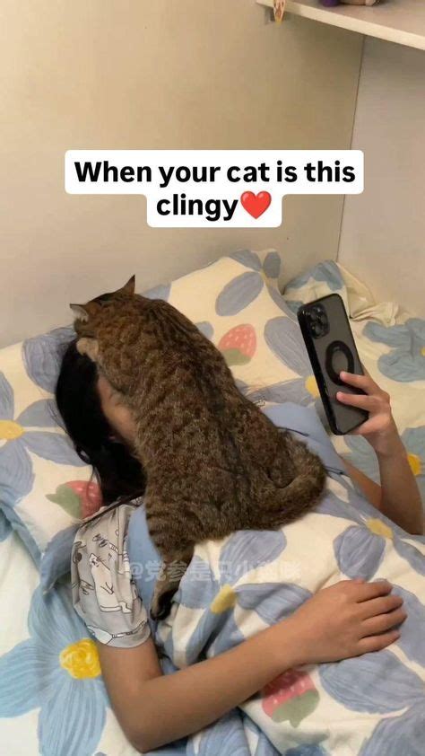 Pin On Cat Moments You Never Miss