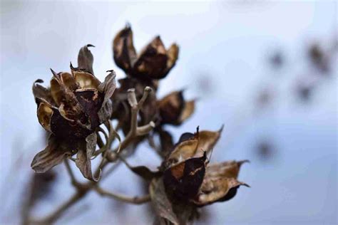 Are Seed Oils Bad For Your Skin Health Seedoilnews