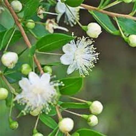 Myrtle Essential Oil At Rs 1800 Kg Essential Oils In Datia Id