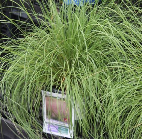Grass Muhly ‘undaunted Wilsons Garden Center