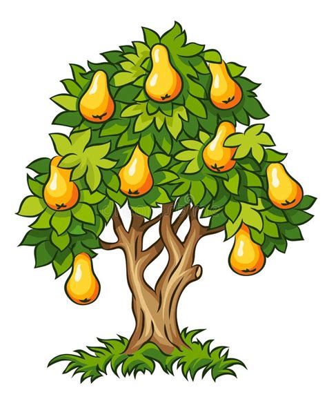 Pear Tree With Ripe Fruits Stock Images Image 25919414