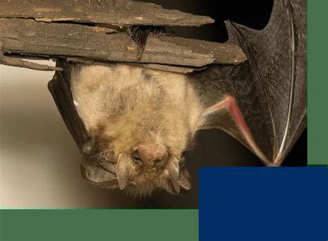 Are Bats Living Inside A Problem Ampest