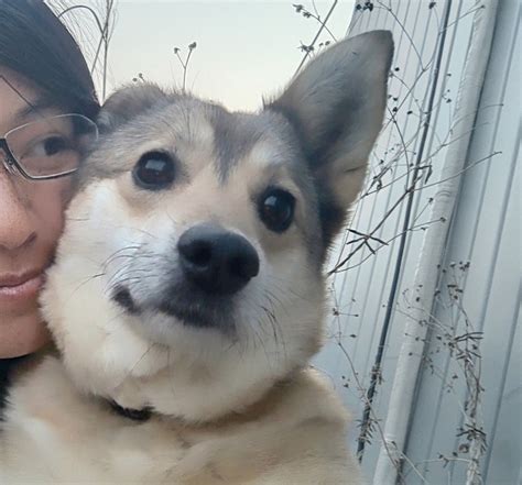 右も左も犬と猫 On Twitter 我が家の一番大きな猫ちゃんです。