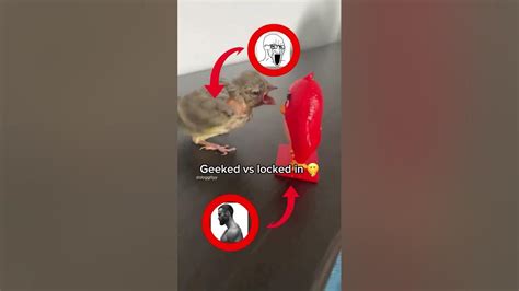 Geeked Vs Locked In Youtube