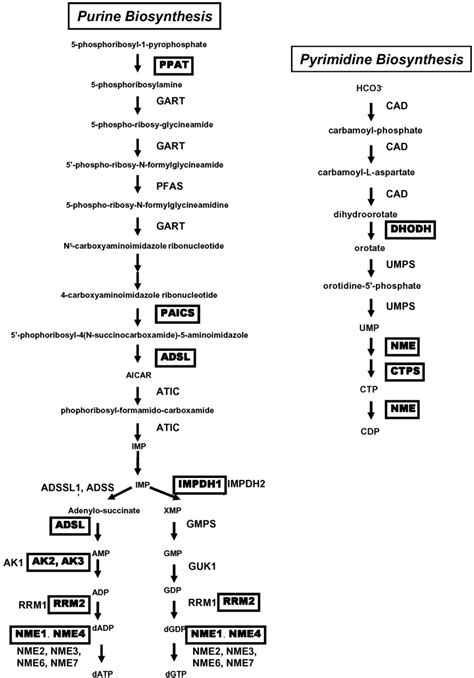 Purine And Pyrimidine Biosynthesis Pathways The Inset Provides A