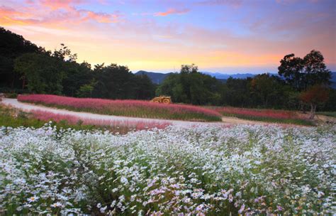 가산수피아 플라워 페스티발 경상북도 칠곡군 가볼만한곳