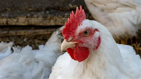 Broiler Chicken Images