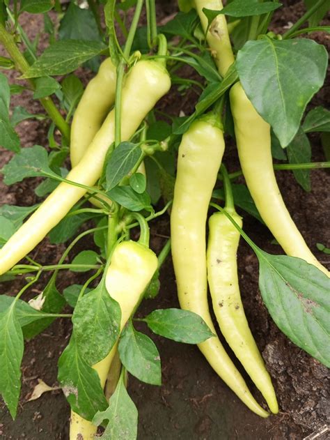 Сообщество «PepperFarm - эксклюзивные семена перцев, томатов» ВКонтакте ...