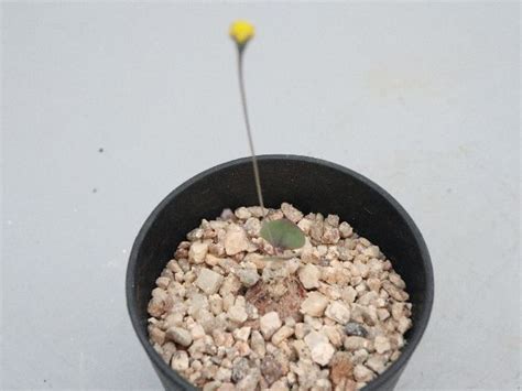 多肉植物・サボテン販売～pico庵～ オトンナ属 Sp Aff カカリオイデス（othonna Sp Aff Cacalioides