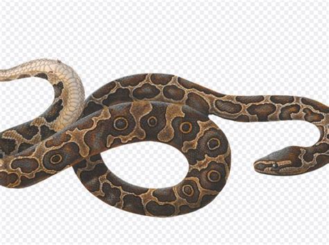 무서운 뱀 꿈 해몽과 의미 보는 나오는 만나는 다가오는 잡는 뱀이 집에 들어오는 만지는 꿈