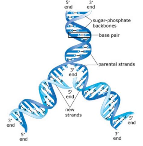 Dna Molecule Diagram Labeled
