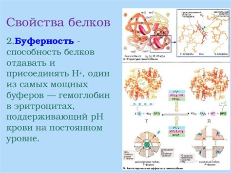 Презентация по теме "Свойства белков"