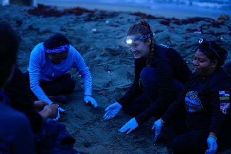 Panama Grants Legal Rights To Sea Turtles Boosting Rights Of Nature