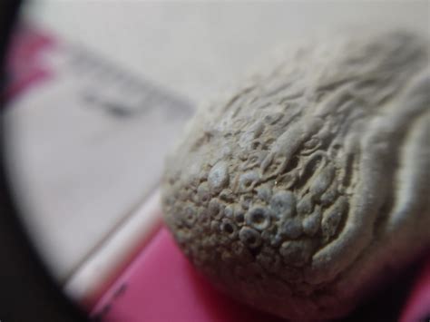 Serpulid Reef Fossil Id The Fossil Forum