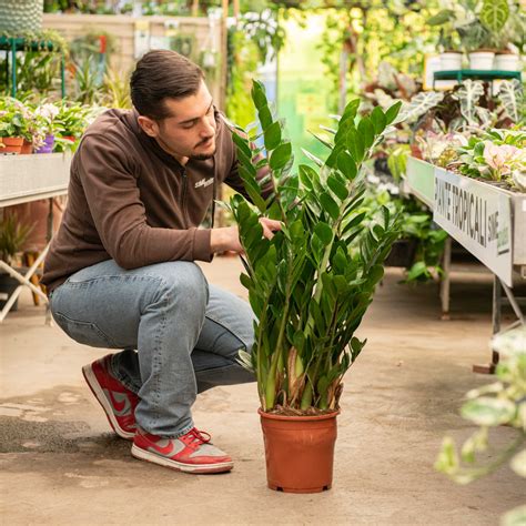 Pianta Di Padre Pio Grande Simegarden