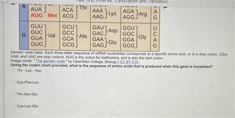 Solved Question 12 A Sequence Of Rna Is Shown Below 5 Acg