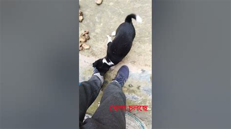 কুকুরের বাচ্চার খেলাধুলা। Youtube
