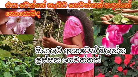 මාසෙටම ඇතිවෙන්න එලවලු දෙන මගේ වගාව Youtube